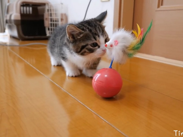 「捕まえたニャ〜！」と思いきや！？ 子猫vs起き上がるおもちゃの“終わらニャイ戦い”に大反響「一番かわいい」（オトナンサー）｜dメニュー ...